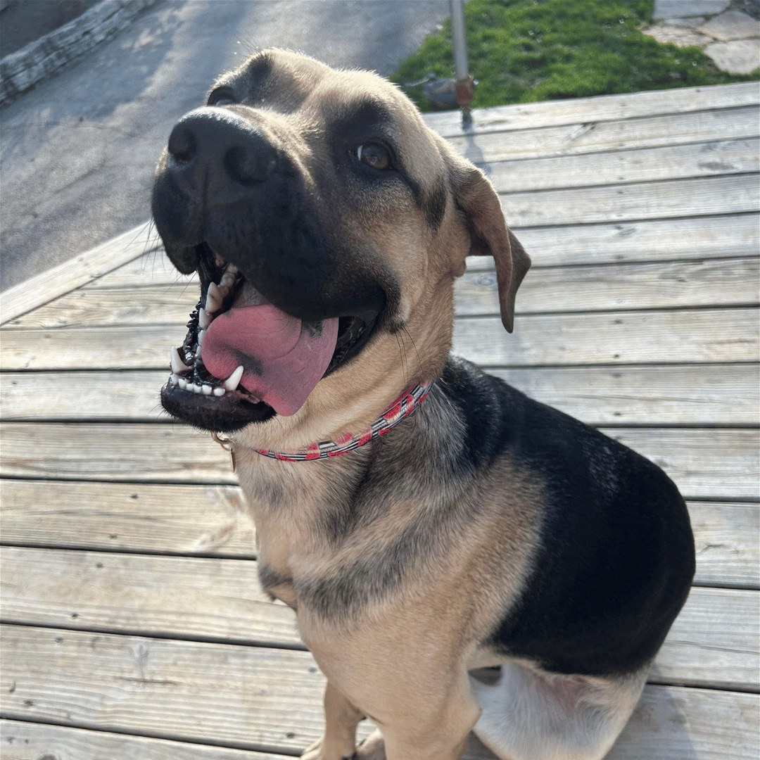 Best Ever Cause: Adopt A Pit Rescue