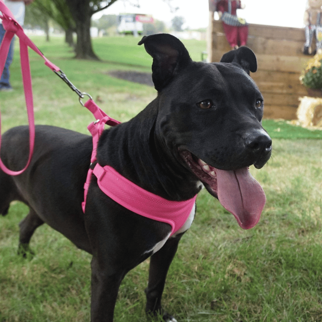 Best Ever Cause: Adopt A Pit Rescue