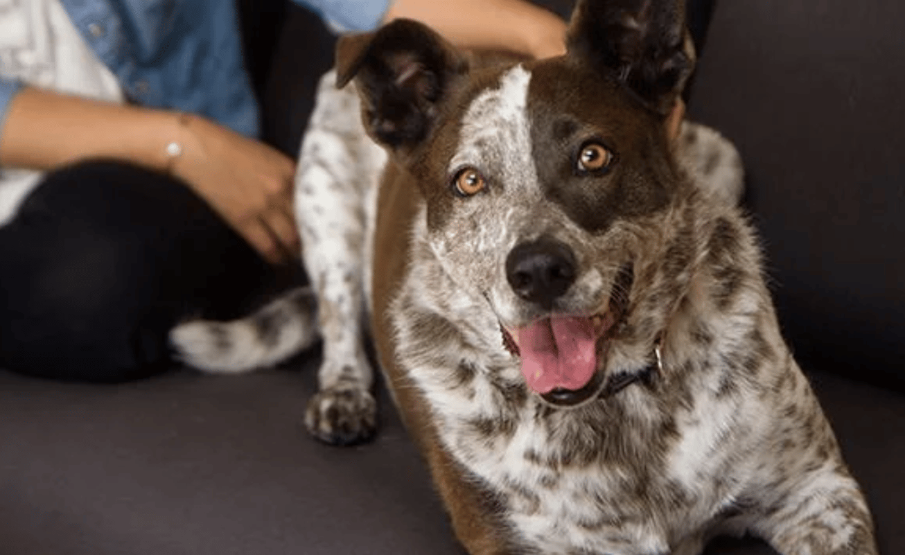 Best Ever Cause: Best Friends Animal Society