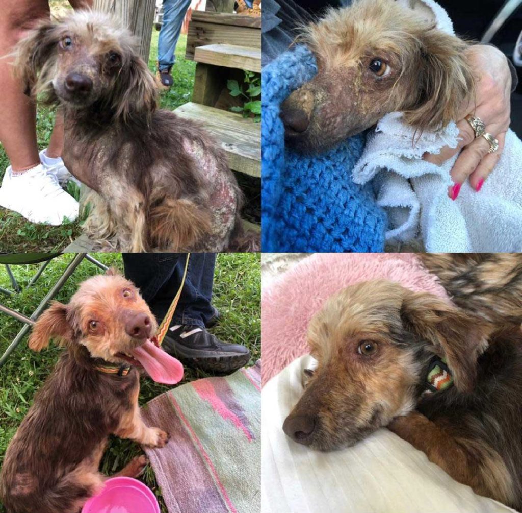 Adoption First Animal Rescue: BestEverCRE