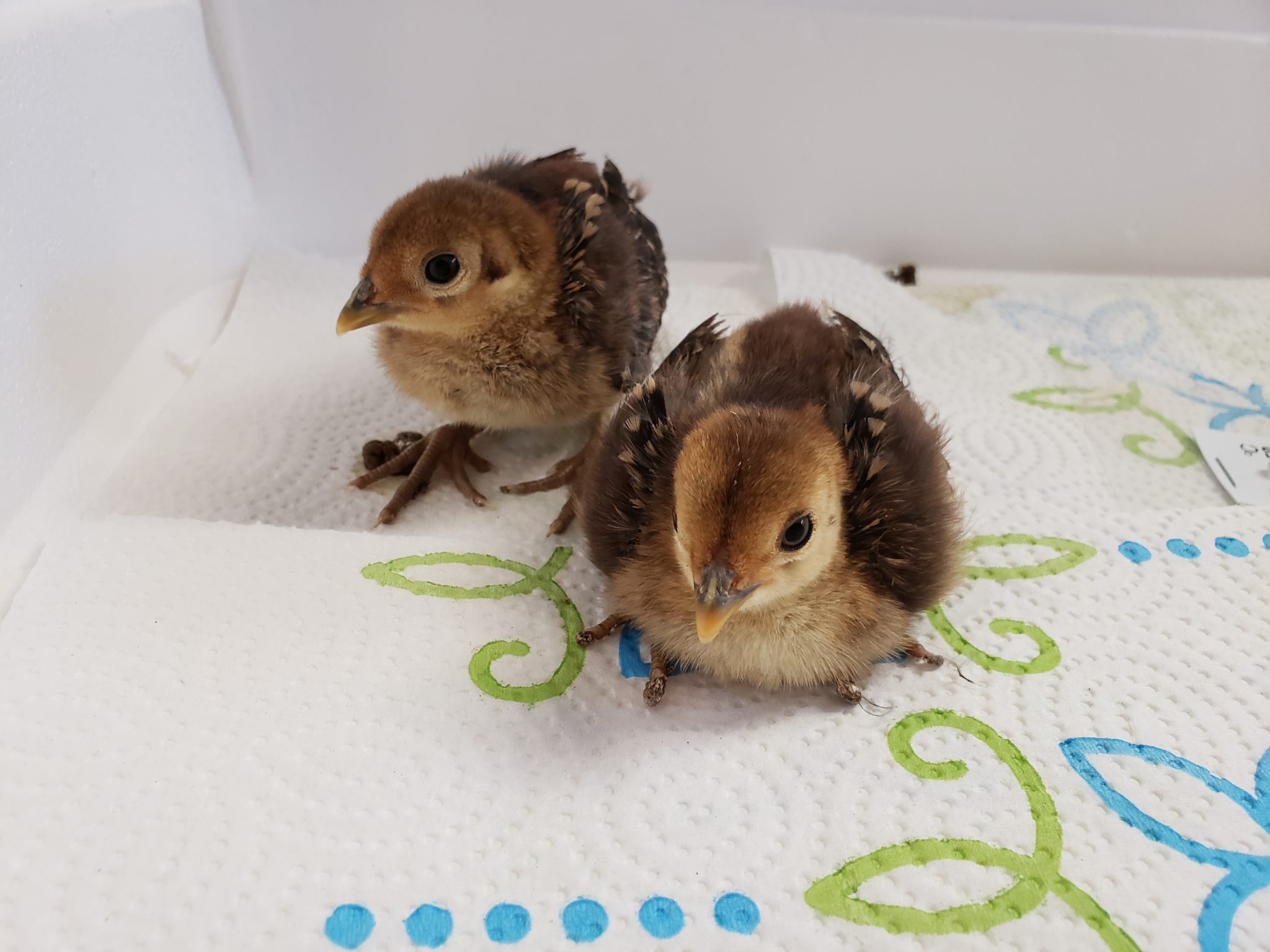 Sutton Avian Research Center