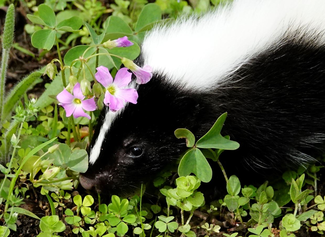 Sutton Avian Research Center